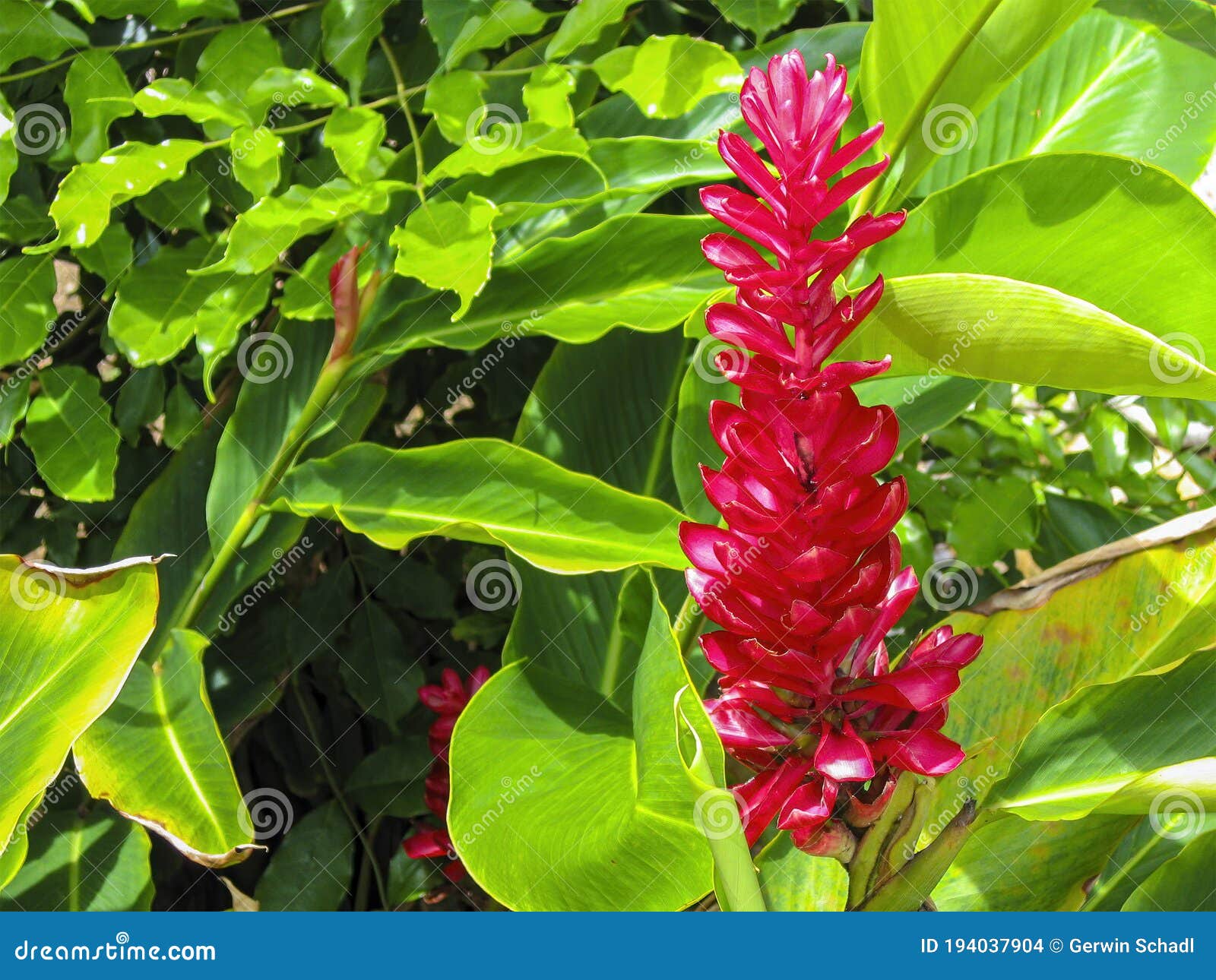 Red Ginger, Caribbean Flowers Stock Photo - Image of garden, shrub ...