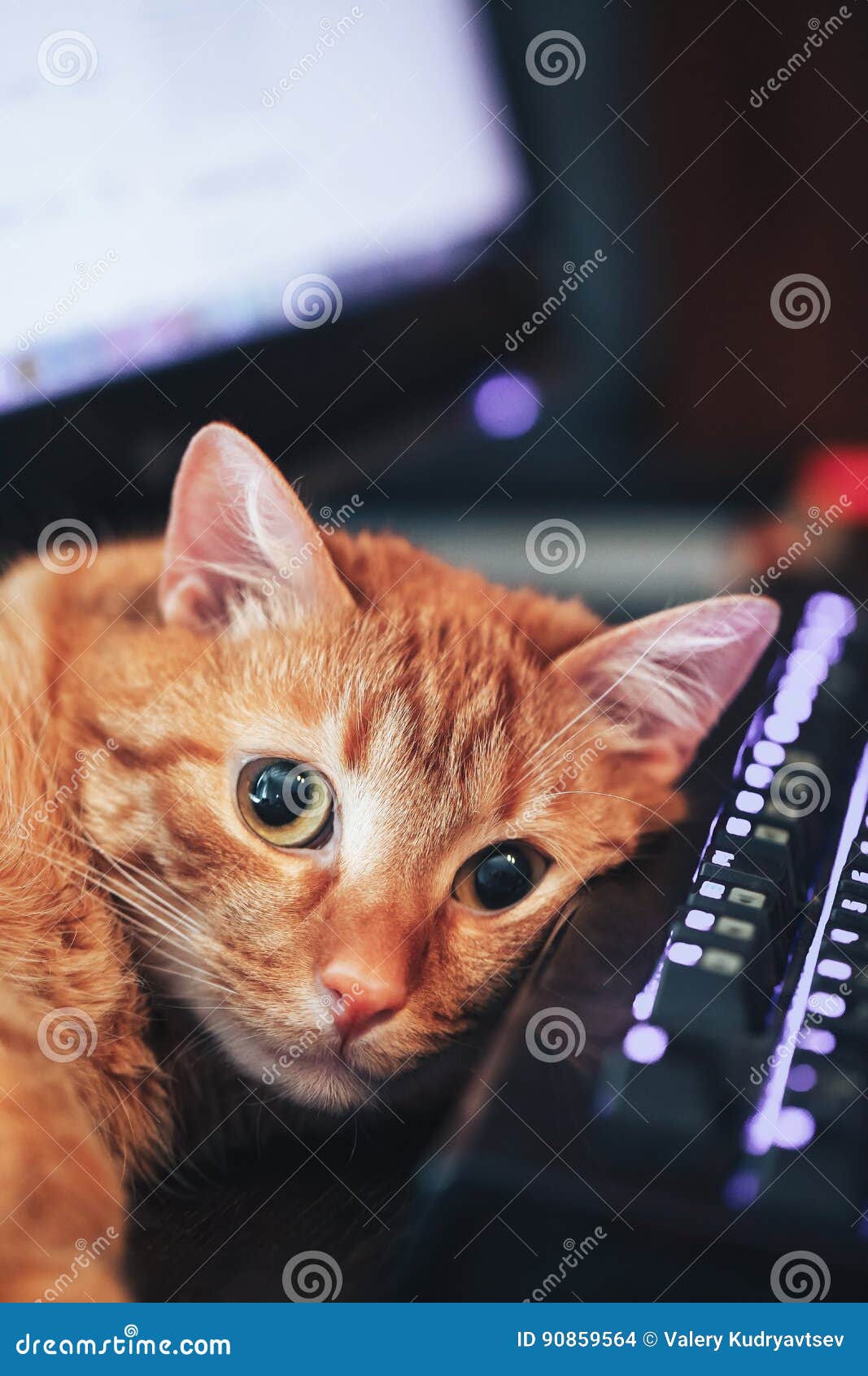 Red Ginger Cat on Computer Keyboard Stock Photo - Image of cats ...