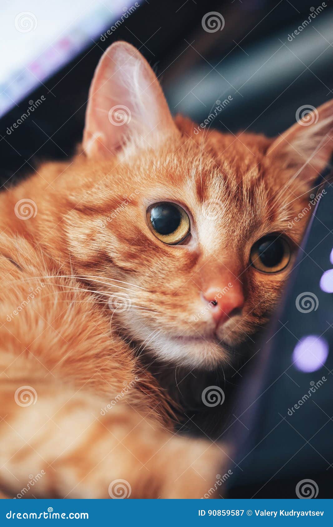 Red Ginger Cat on Computer Keyboard Stock Image - Image of delightful ...