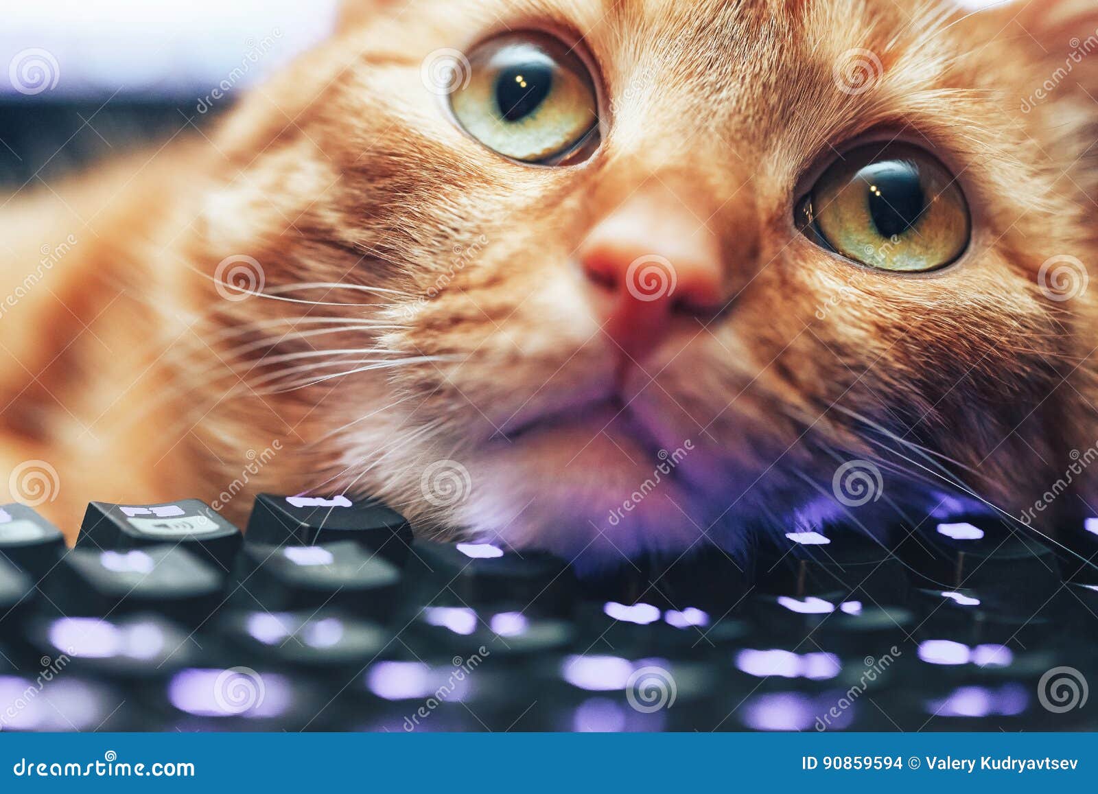Red Ginger Cat on Computer Keyboard Stock Photo - Image of animals ...