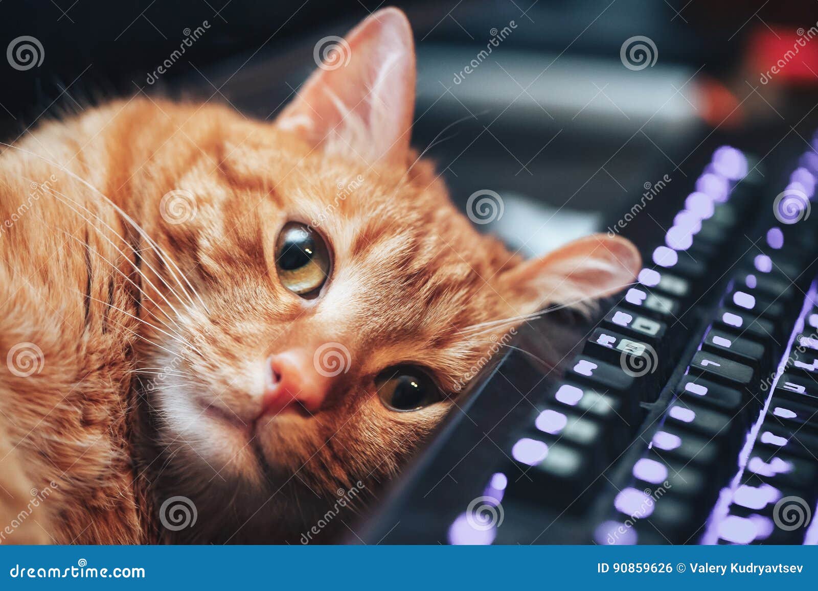 Red Ginger Cat on Computer Keyboard Stock Photo - Image of caress ...