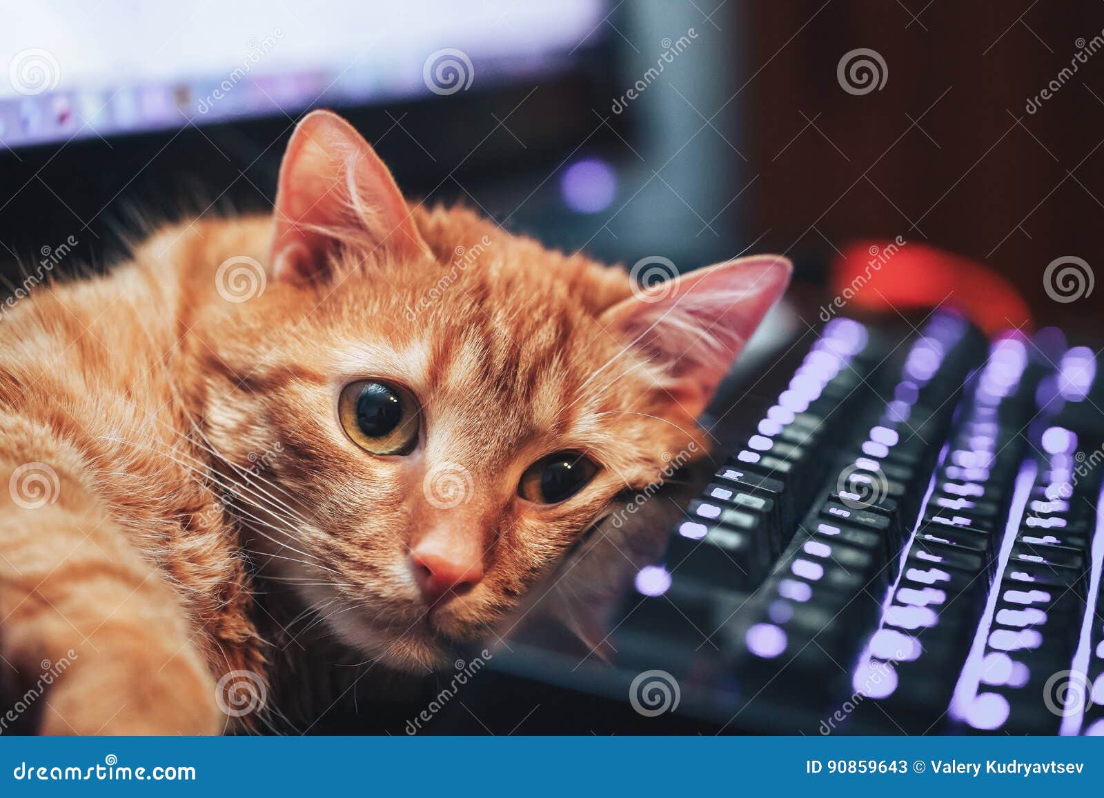 Red Ginger Cat on Computer Keyboard Stock Image - Image of darling ...