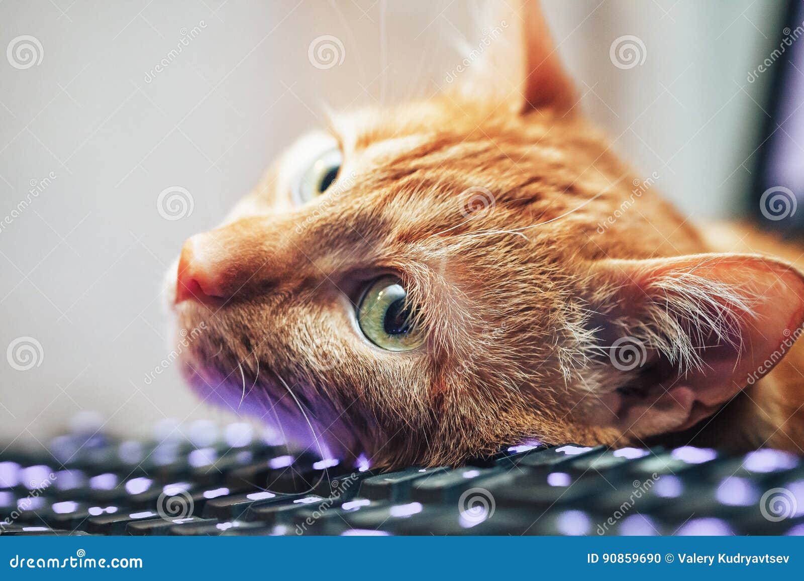 Red Ginger Cat on Computer Keyboard Stock Photo - Image of cute ...