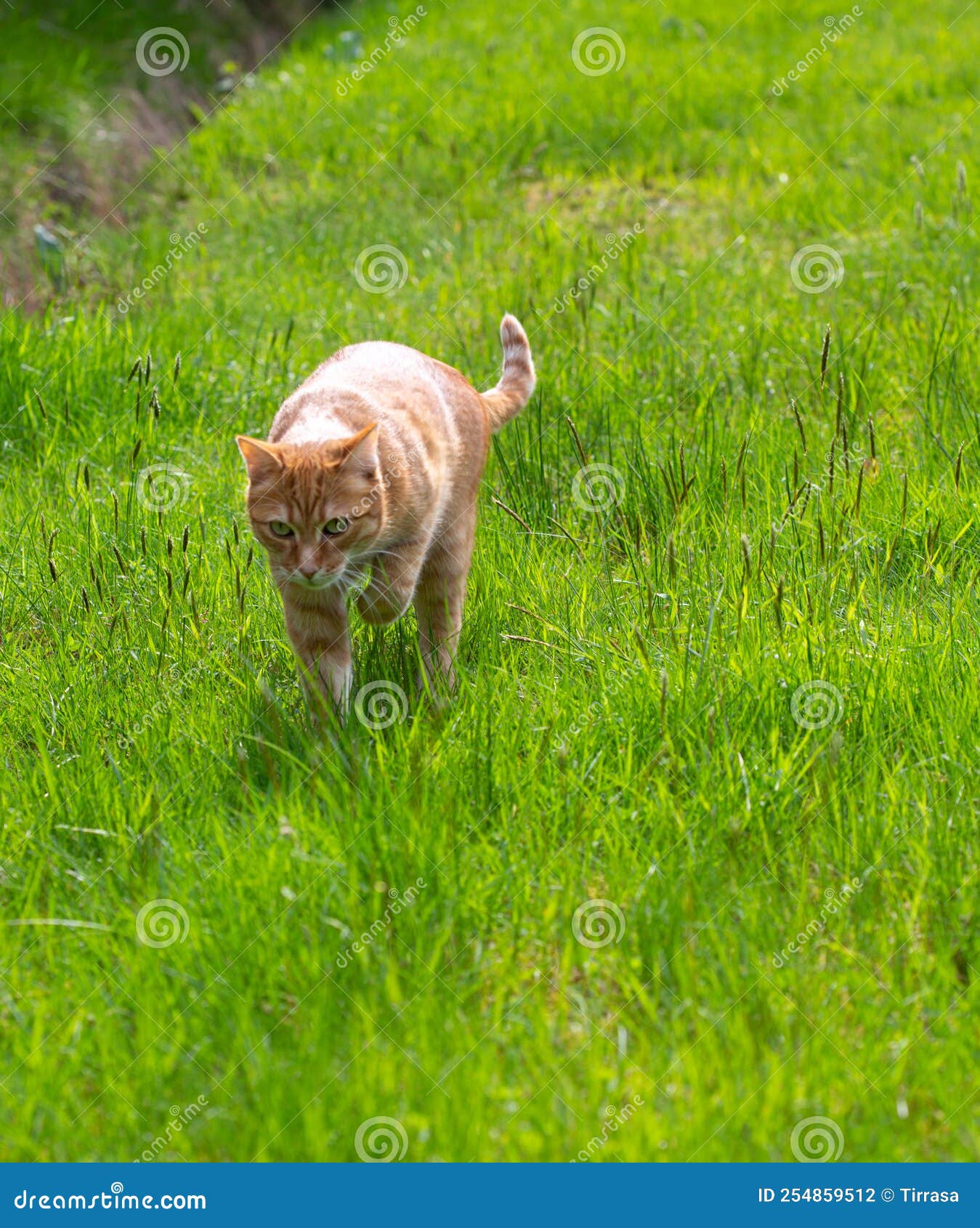 Red Ginger Cat on Green Grass Stock Photo - Image of ginger, beautiful ...