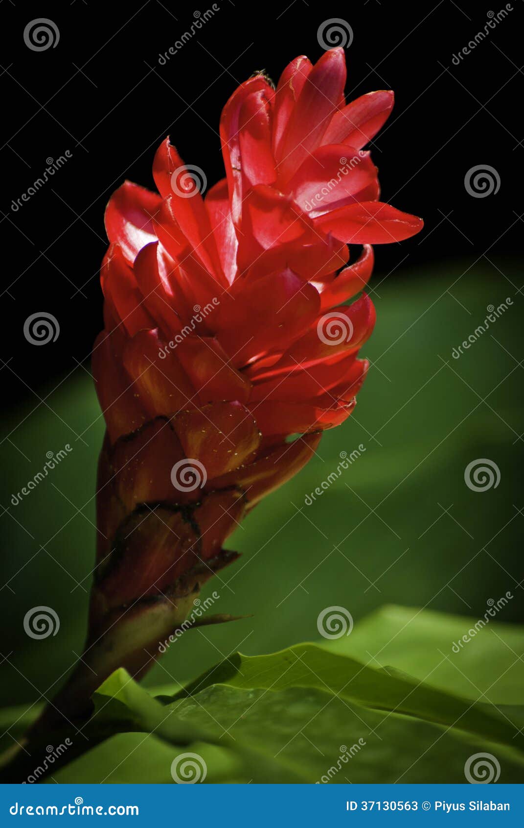 Red Ginger (Closeup) stock image. Image of plant, green - 37130563