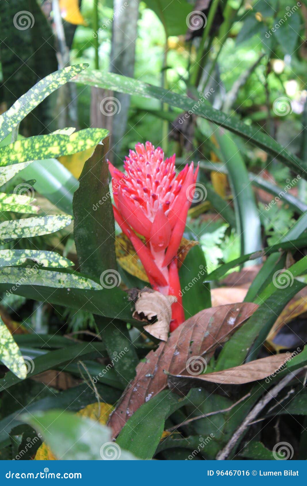 Red Ginger stock photo. Image of green, environment, wildlife - 96467016
