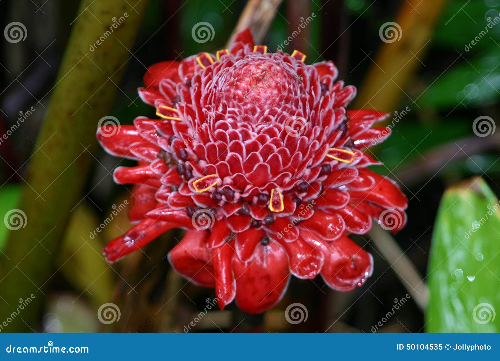 Red Ginger stock image. Image of costa, blossom, oahu - 50104535