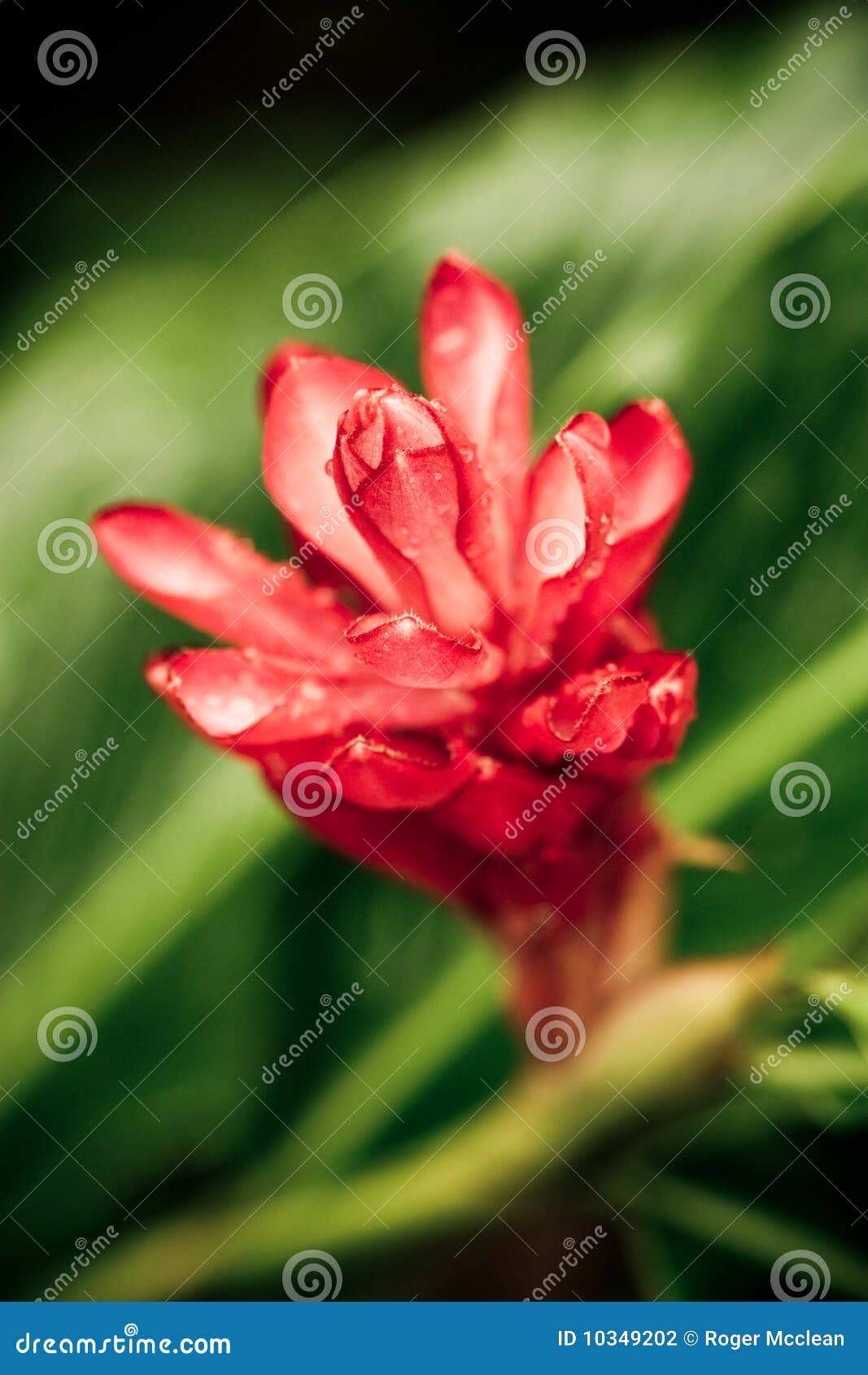 Red ginger flower stock photo. Image of pattern, outdoors - 10349202
