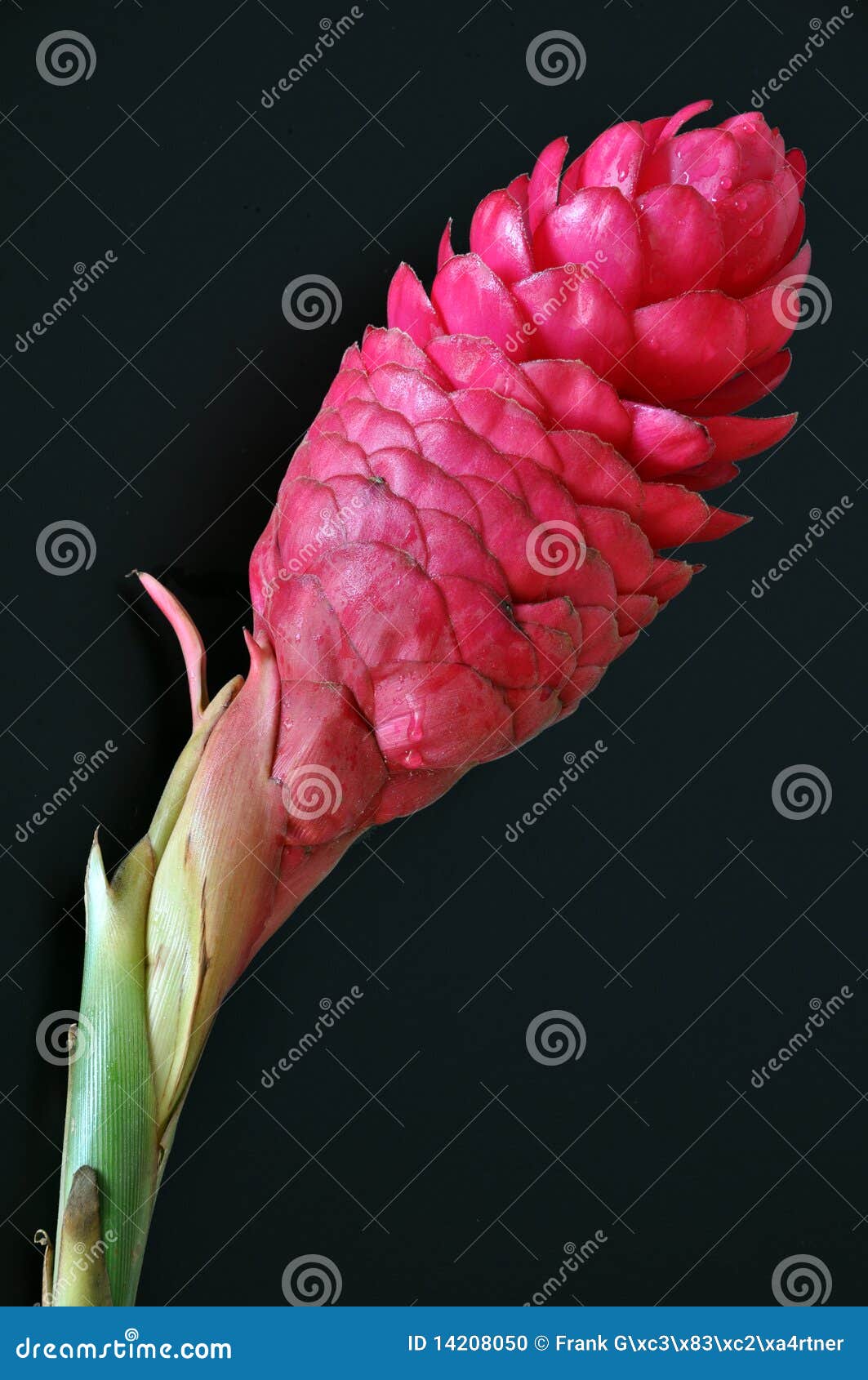 Red ginger flower stock photo. Image of isolated, garden - 14208050