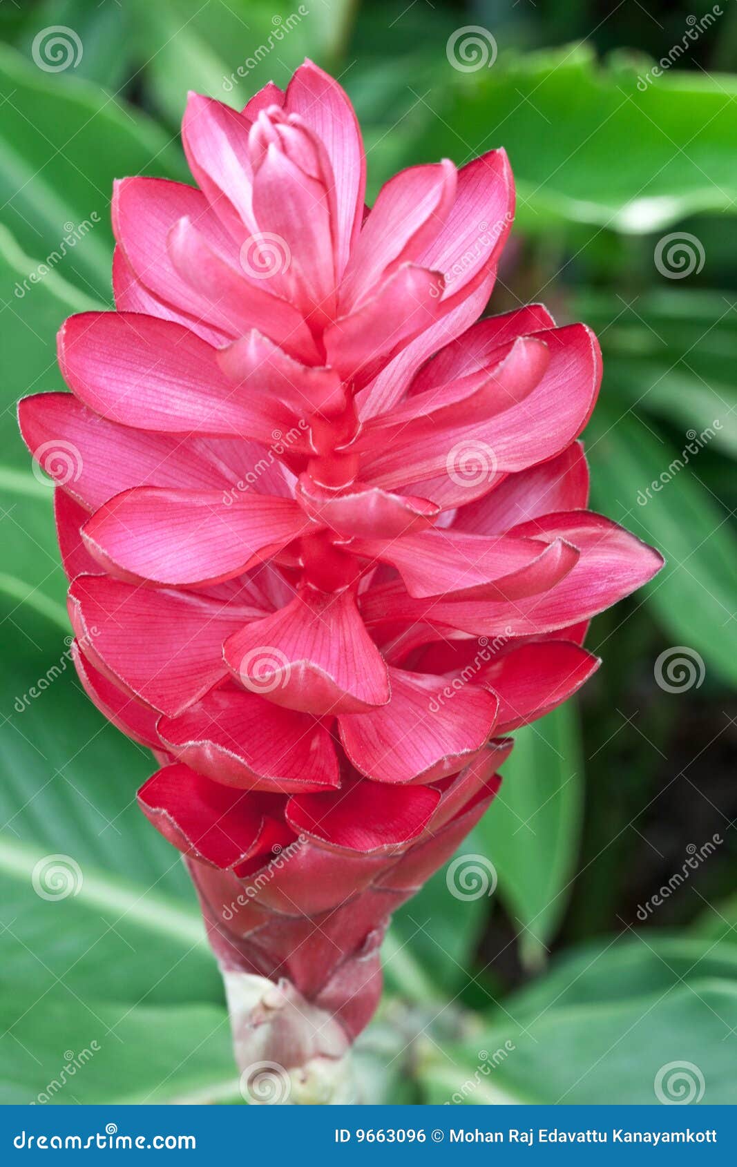 Red Ginger Flower stock photo. Image of portrait, petals - 9663096