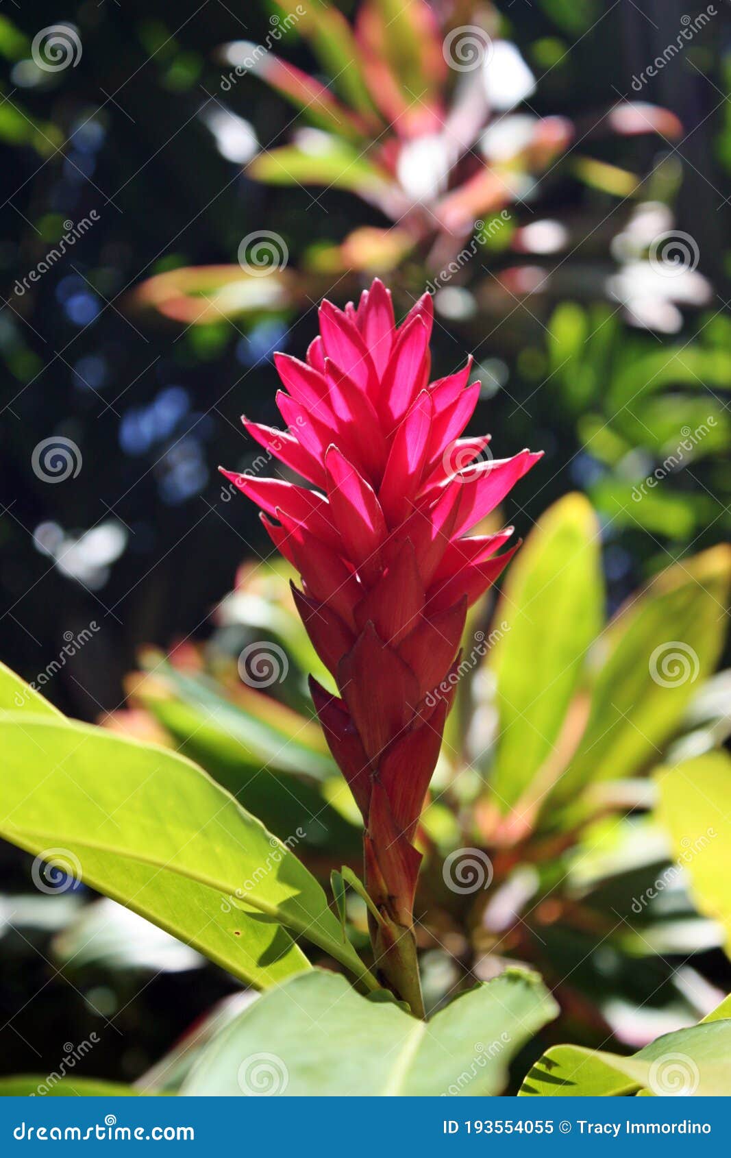 A Red Ginger Flower with a Blurred Background in Hawaii Stock Image ...