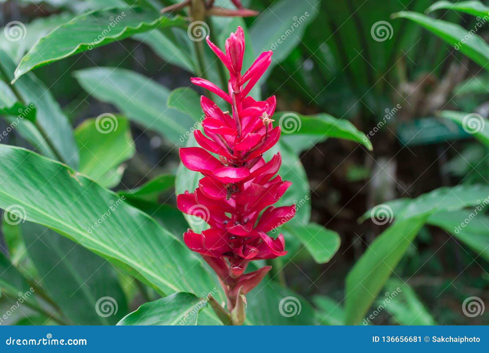 Red Ginger Flower on Green Leaves Background in the Garden Stock Image ...