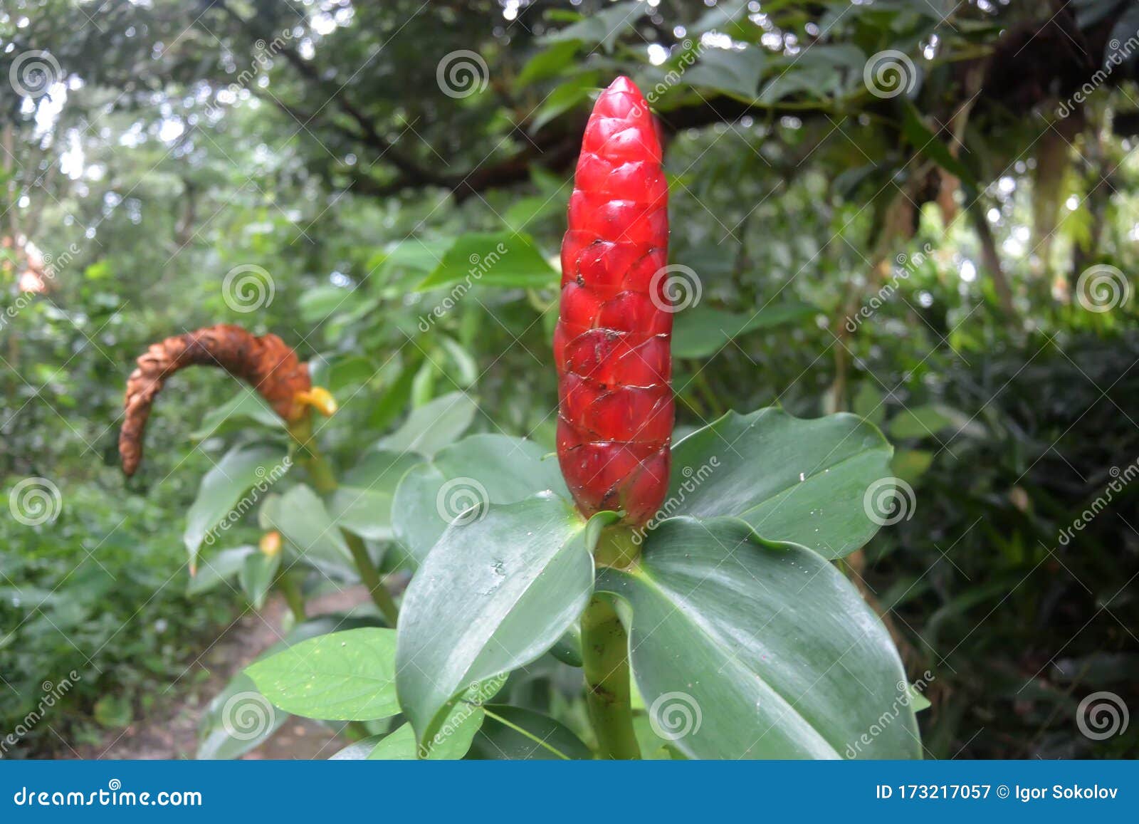 Red Ginger Flower on Green Stem 2 Stock Image - Image of material ...