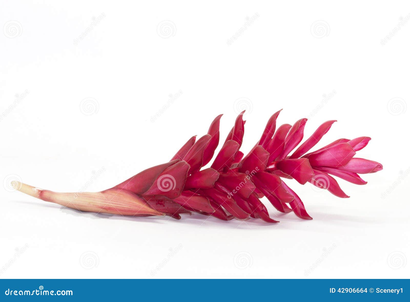 Red Ginger flower stock photo. Image of vibrant, floral - 42906664