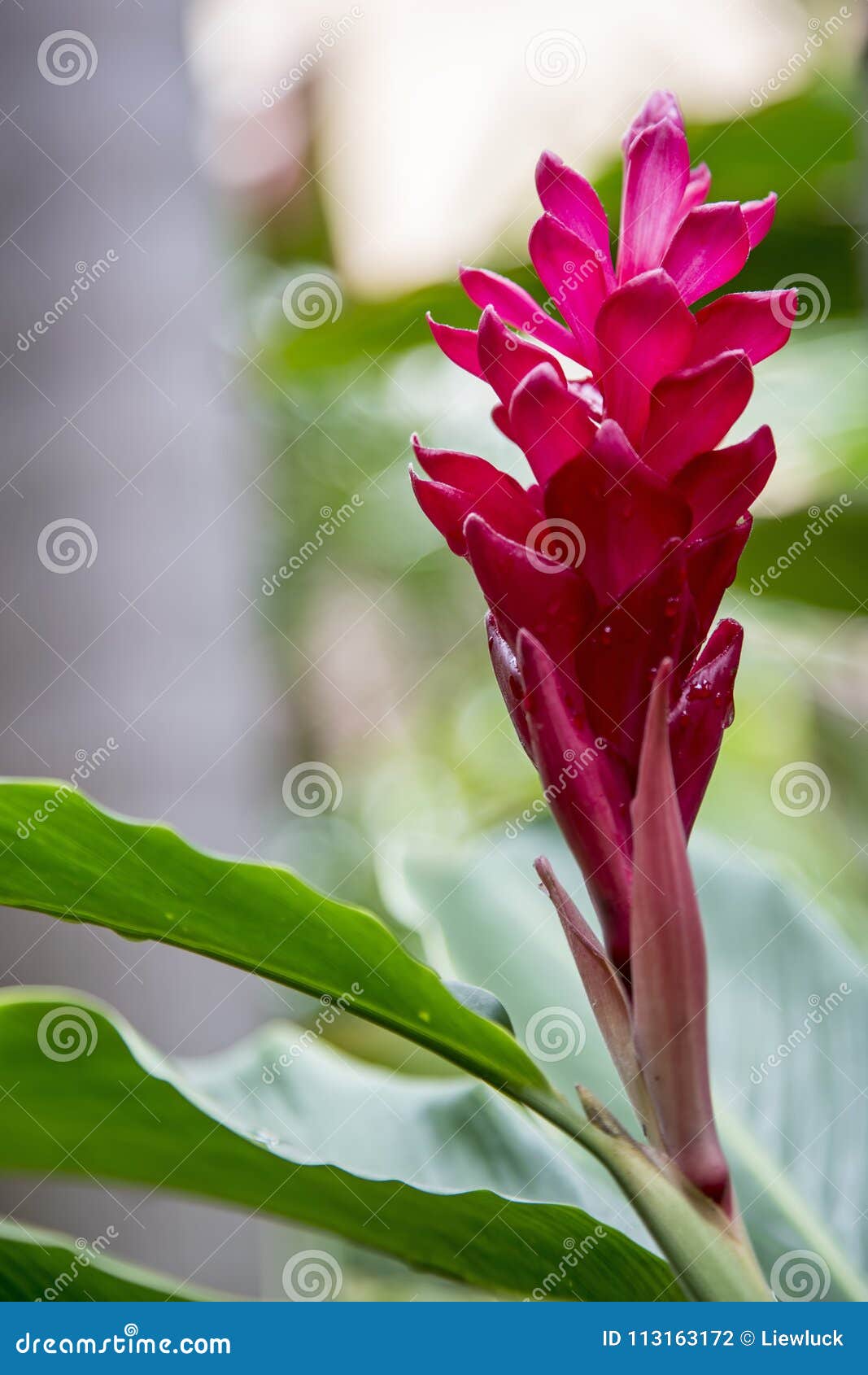 Red ginger flower stock photo. Image of tropical, blossom - 113163172
