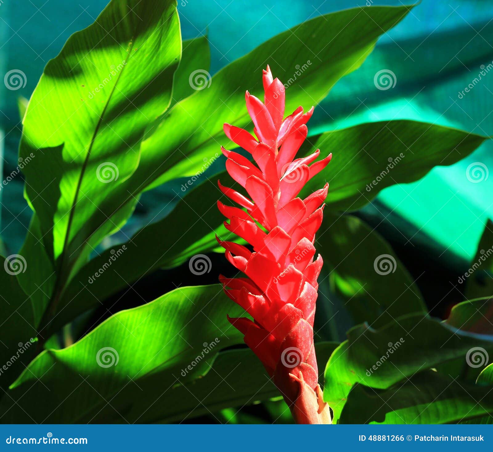 Red ginger flower stock photo. Image of garden, ginger - 48881266