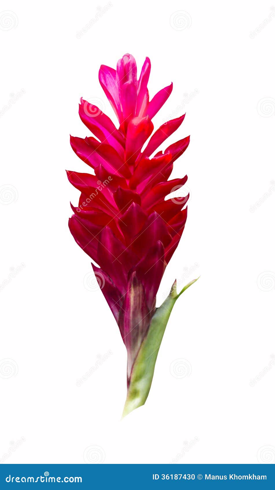 Red ginger with leaf stock photo. Image of nature, backdrop - 36187430