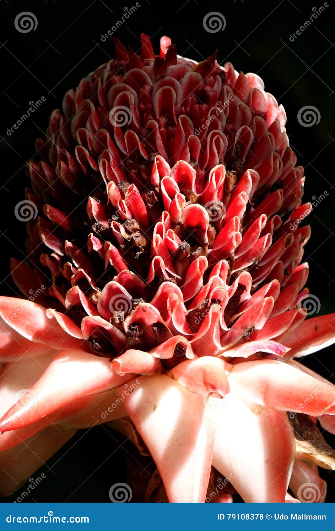 Red Ginger Lily stock photo. Image of close, deep, lily - 79108378