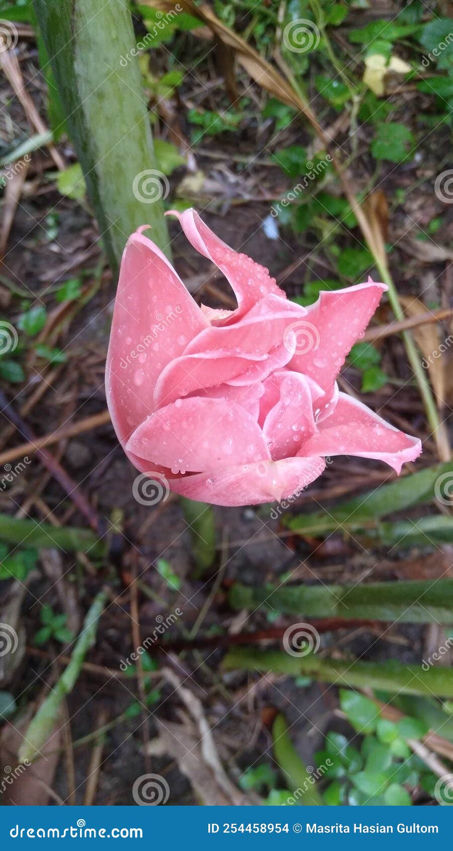 Red Ginger Lily Flower Kecombrang Honje Stock Photo - Image of ginger ...