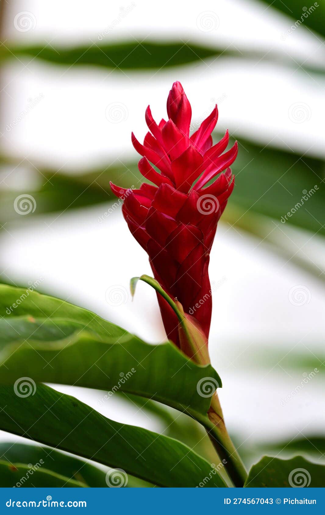 Red Ginger stock image. Image of tropical, bracts, flowering - 274567043