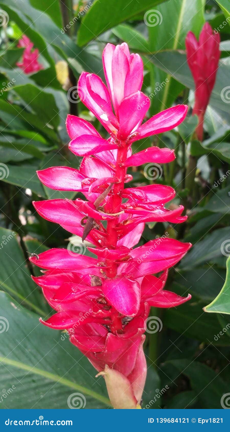 Red Ginger stock image. Image of plants, ginger, native - 139684121