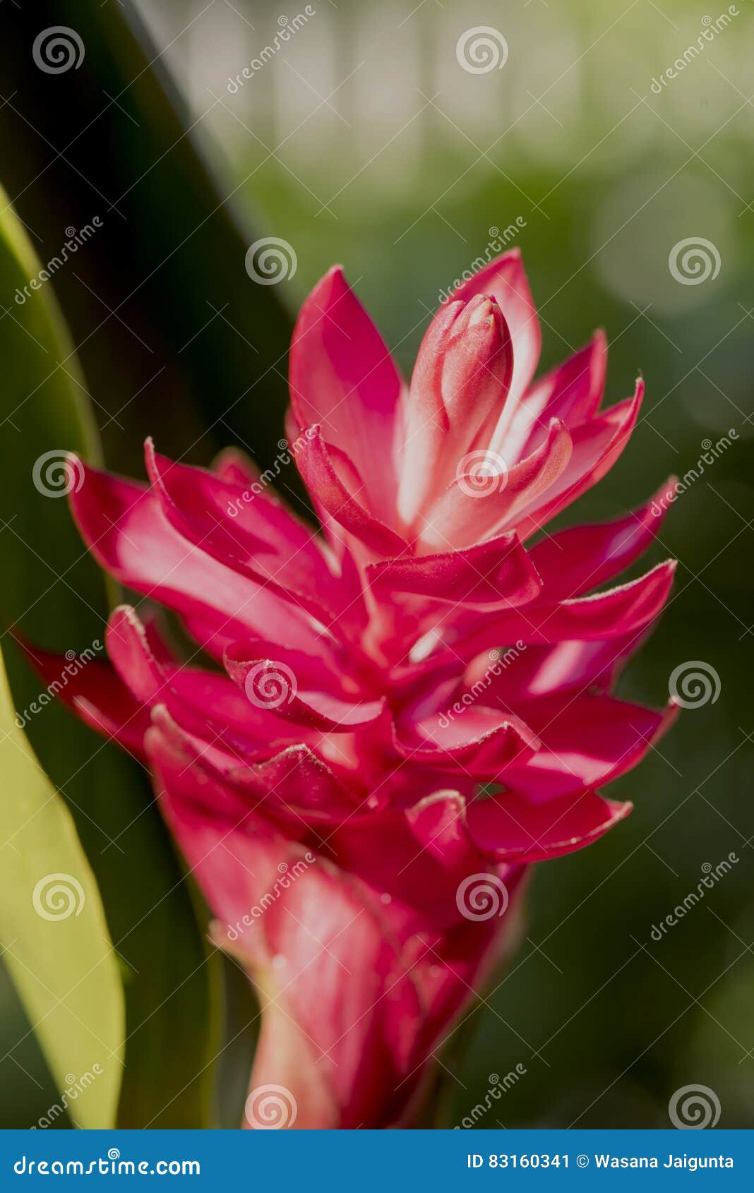 1,705 Ostrich Flower Stock Photos - Free & Royalty-Free Stock Photos ...