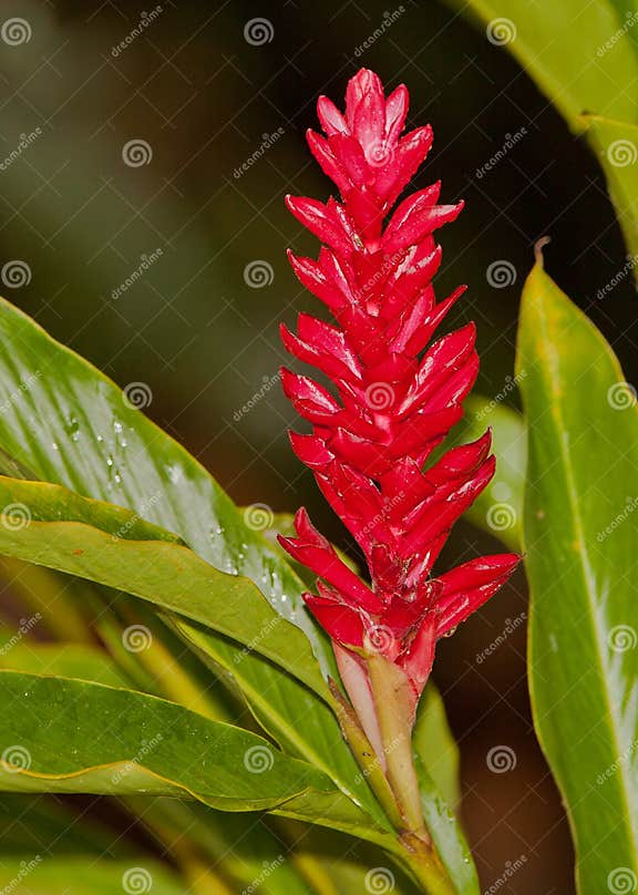 Red Ginger plant stock image. Image of plant, herbs, tropical - 26589853