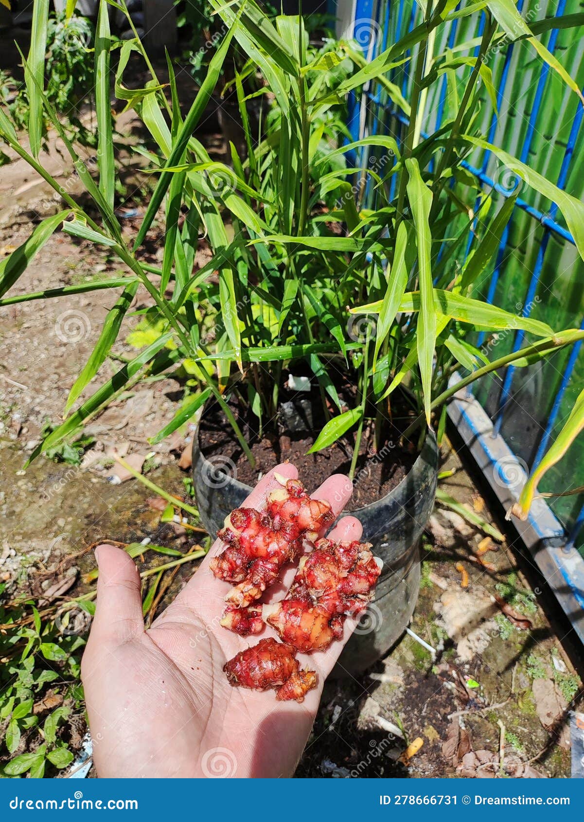 Red Ginger Trees Planted in a Gallon Pot Stock Image - Image of trees ...