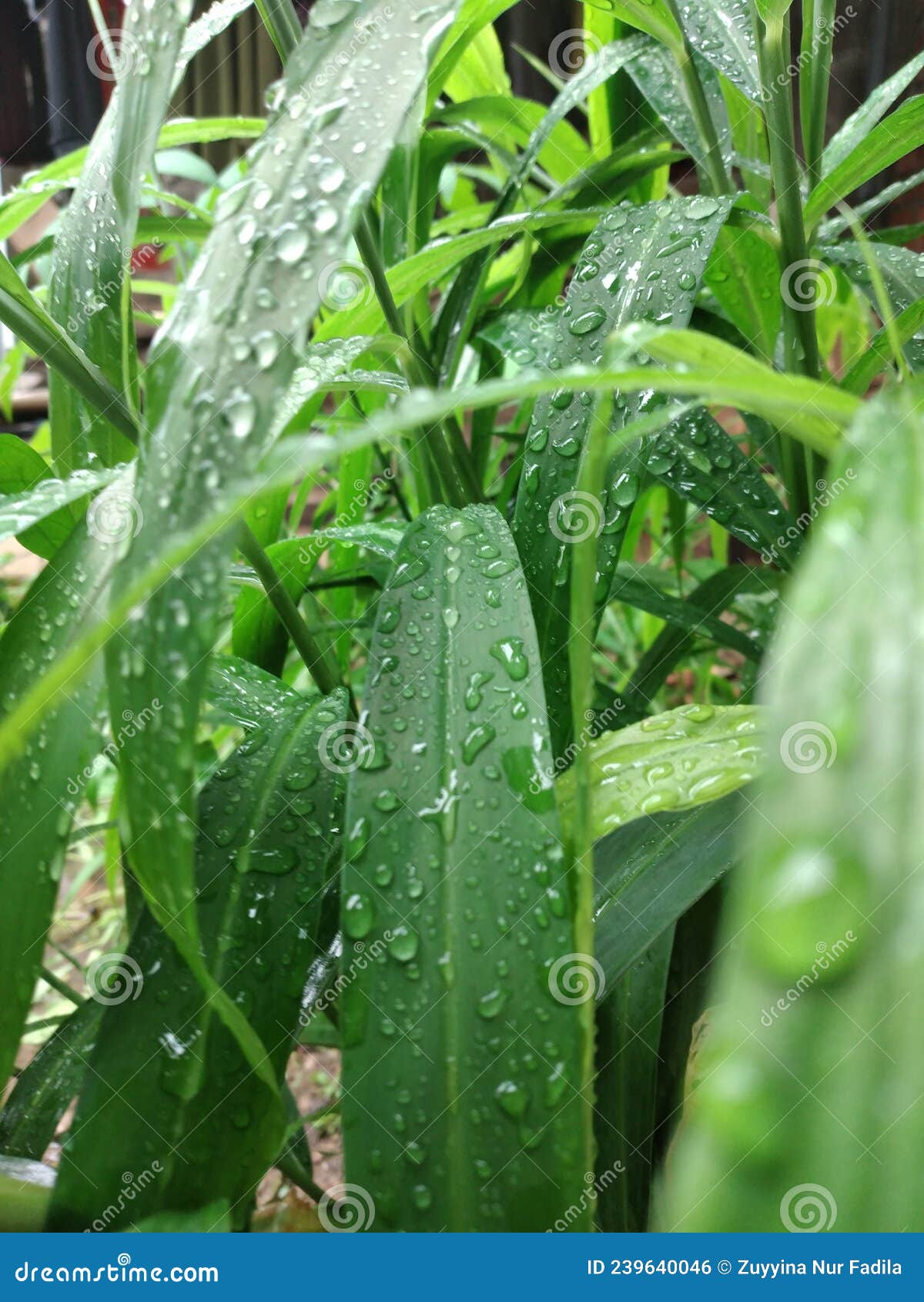 The Red Ginger Tree after Raining Stock Photo - Image of nature, food ...