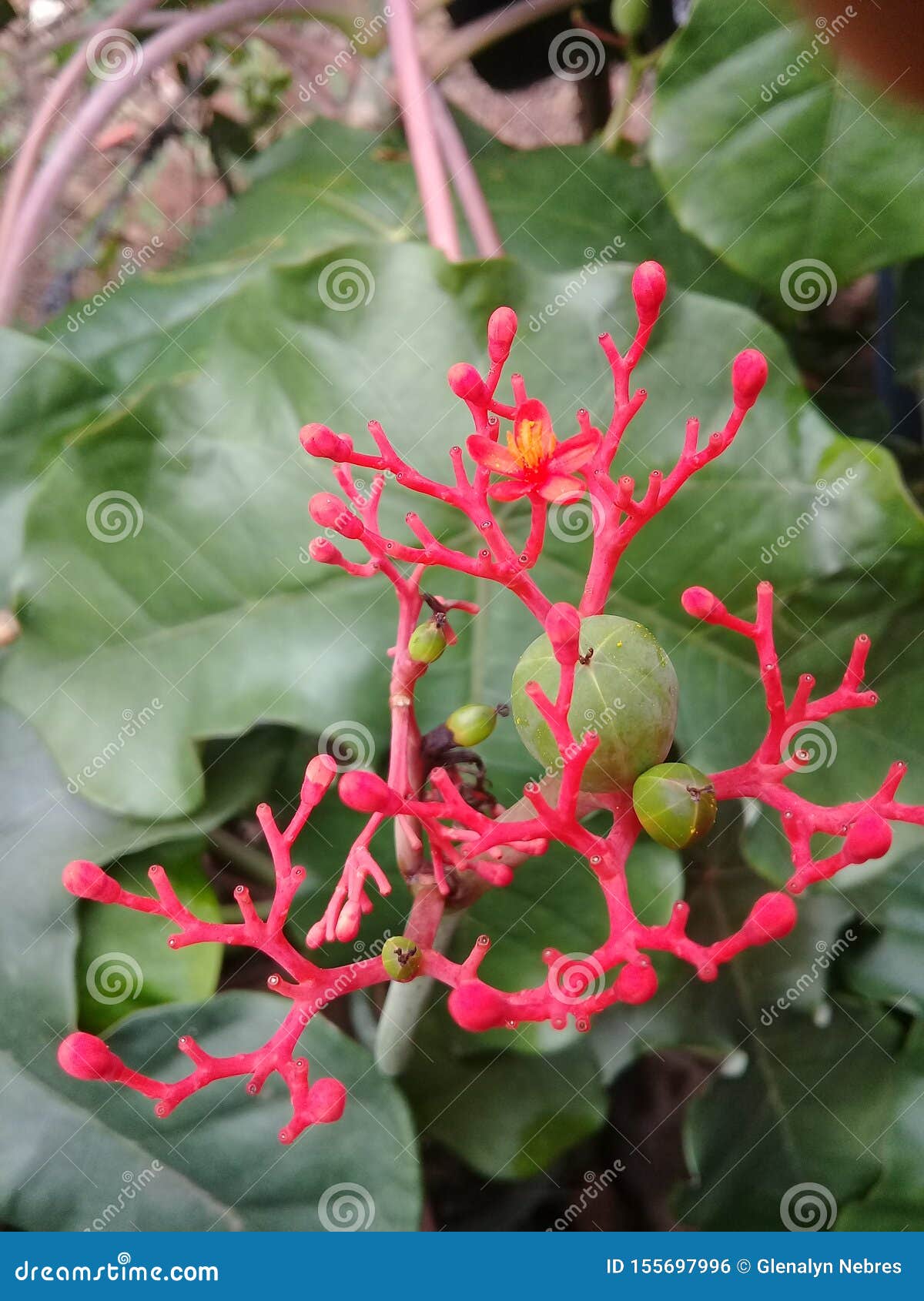 Red Ginseng Flower with Ginseng Seed for Replanting Stock Photo - Image of flower, plant: 155697996