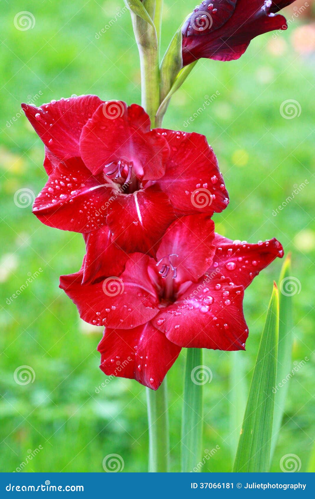 Red gladiola stock image. Image of flower, vertical, green - 37066181