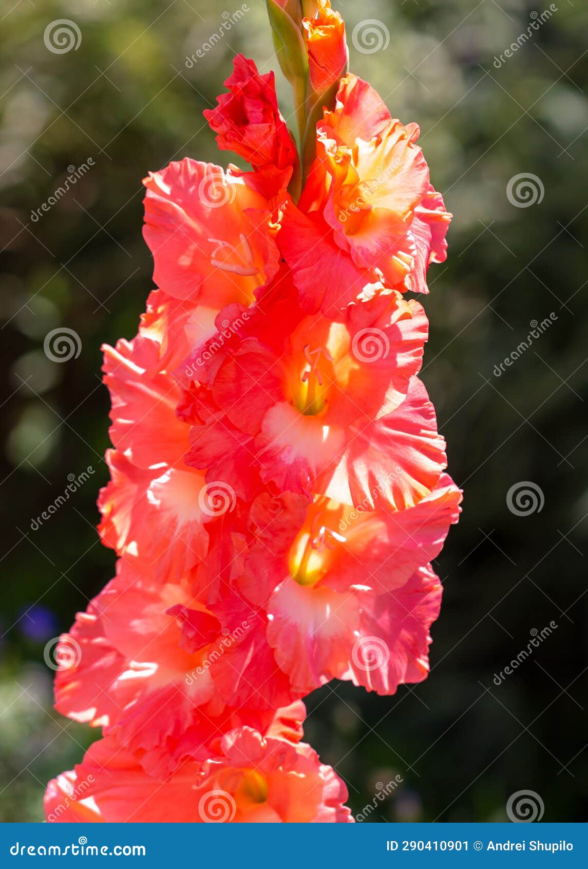 Red Gladiolus Flower in Nature Stock Image - Image of bouquet, beauty ...