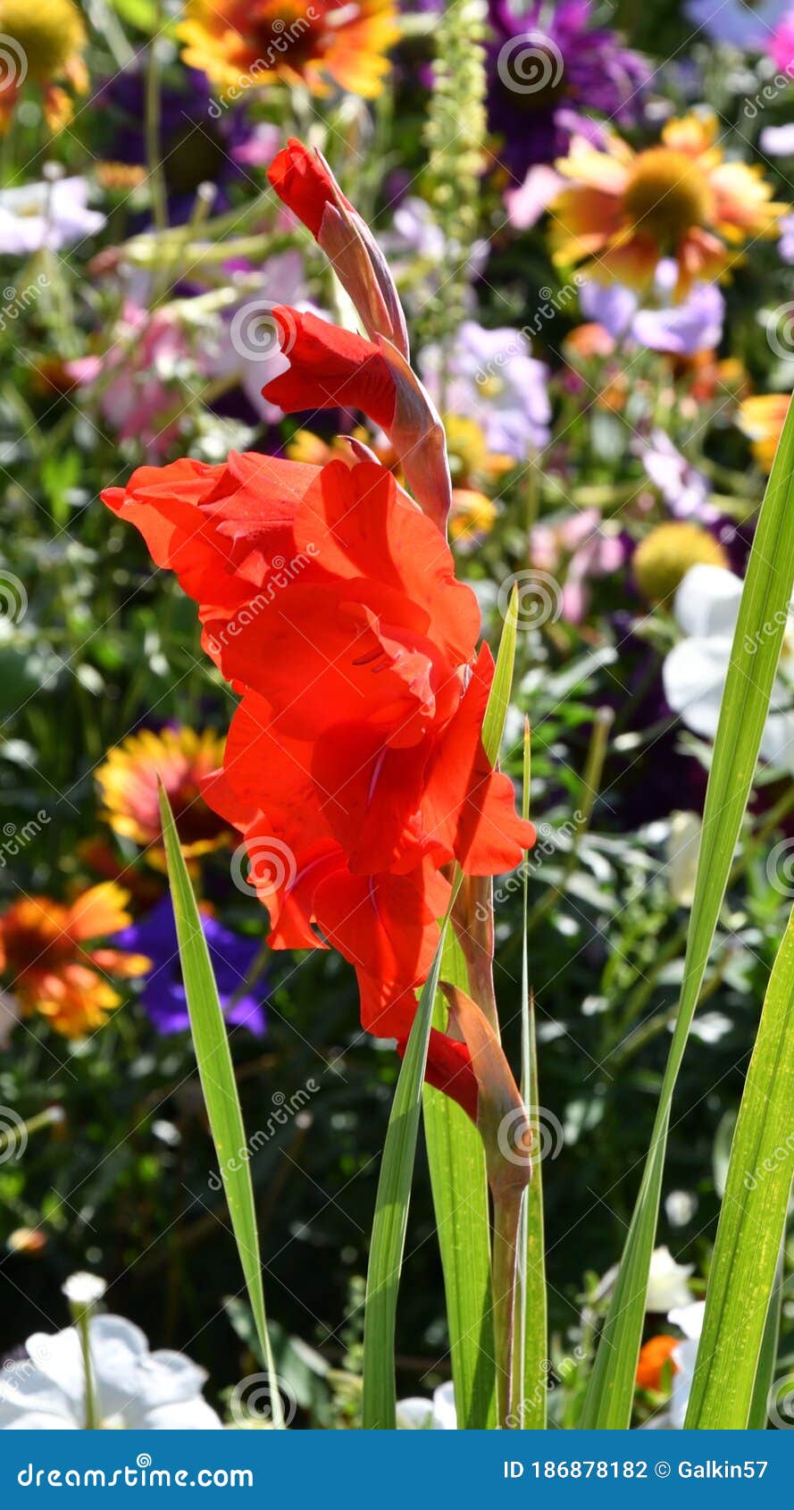 Red gladiolus flower stock photo. Image of birthday - 186878182