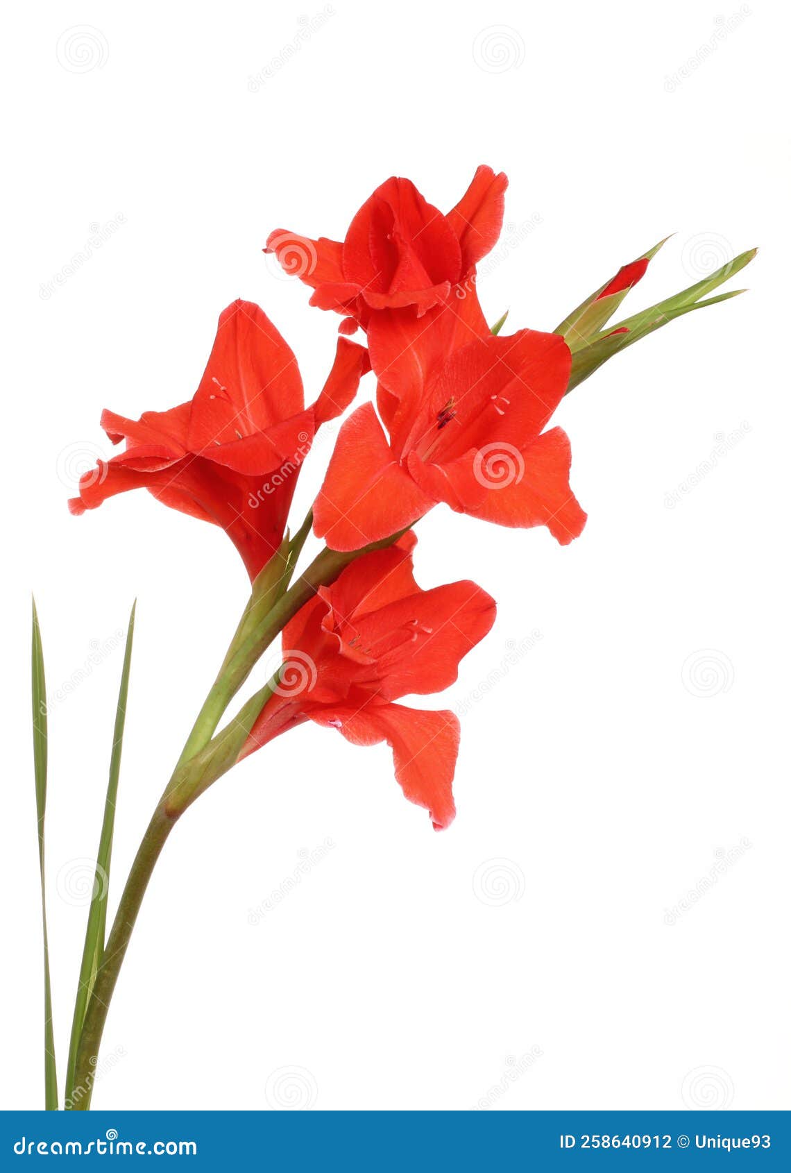 Red Gladiolus flower stock photo. Image of spring, flower - 258640912