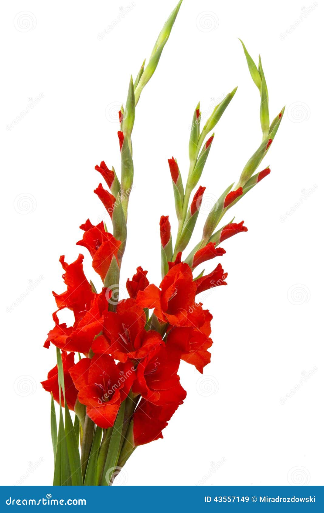 Red gladiolus flowers stock image. Image of background - 43557149