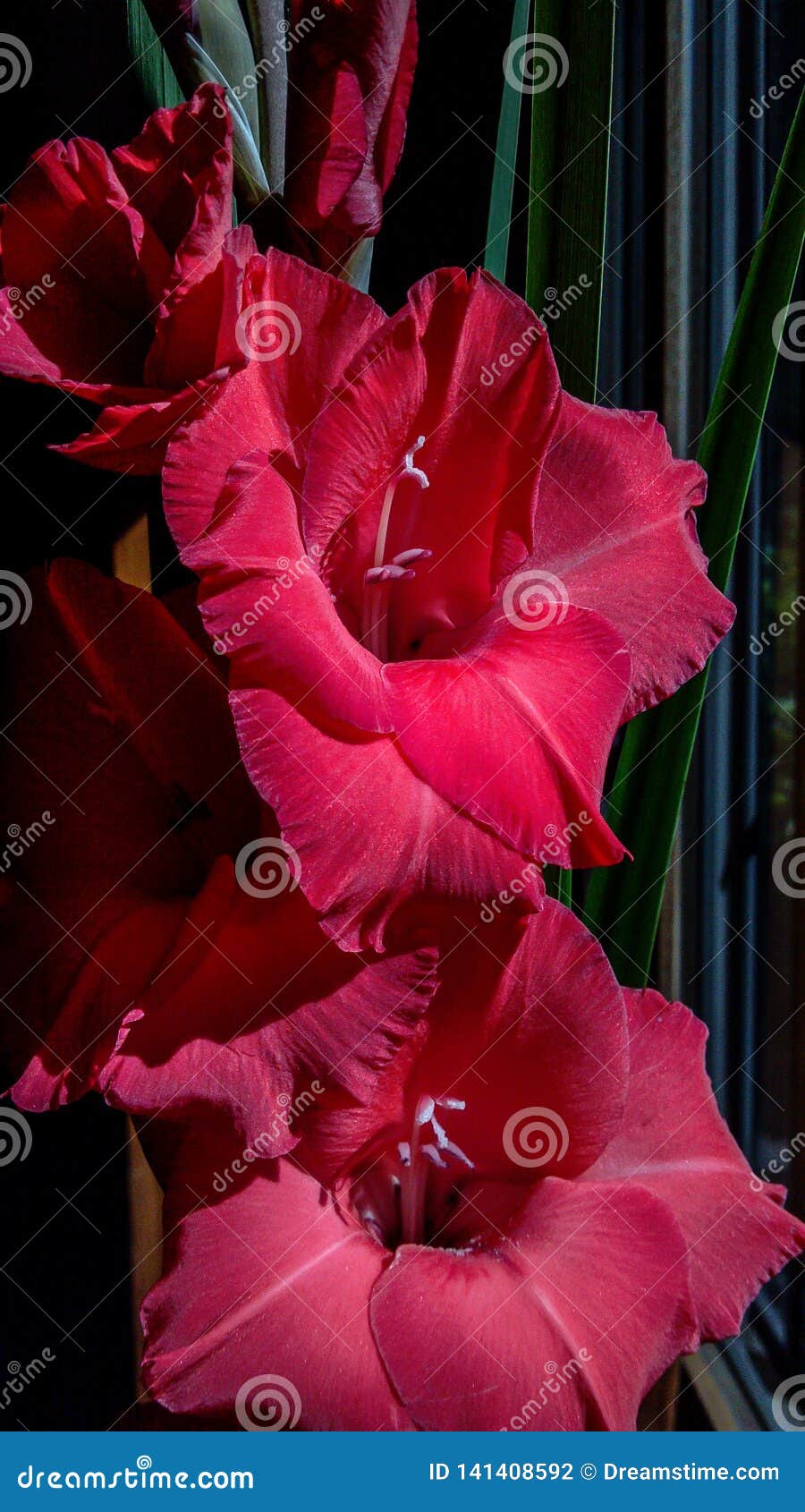 Red Gladiola Blossoms Against a Background of Dark Green Stems Stock ...