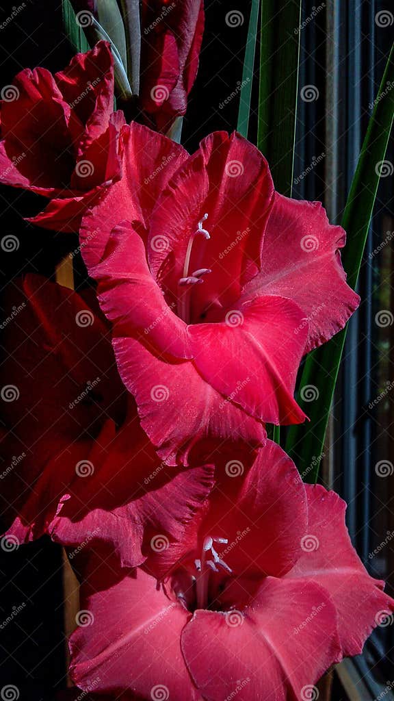 Red Gladiola Blossoms Against a Background of Dark Green Stems Stock ...