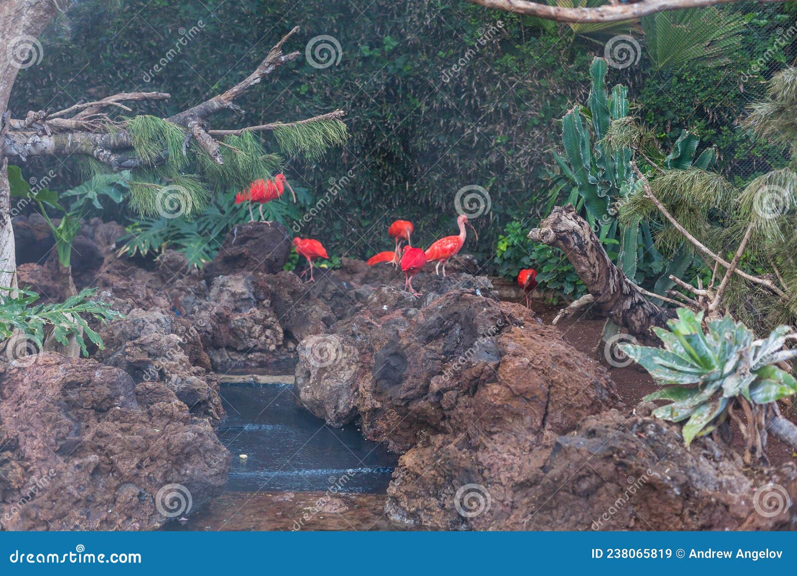 Red Glossy Ibis in Front of a Green Background Stock Image - Image of ...
