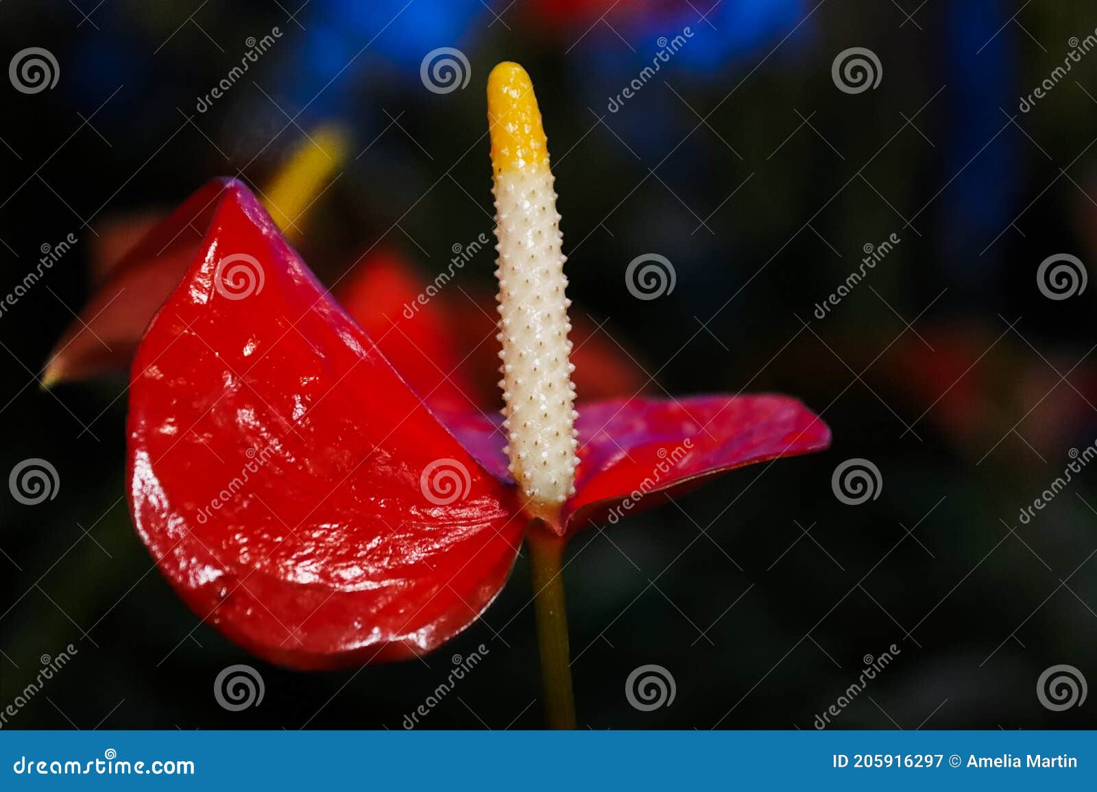 A Red Glossy Spathe on an Anthurium with a White Spadix Stock Image ...