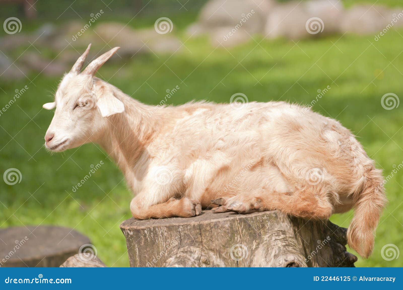 Red Goat stock image. Image of white, orange, rural, summer - 22446125