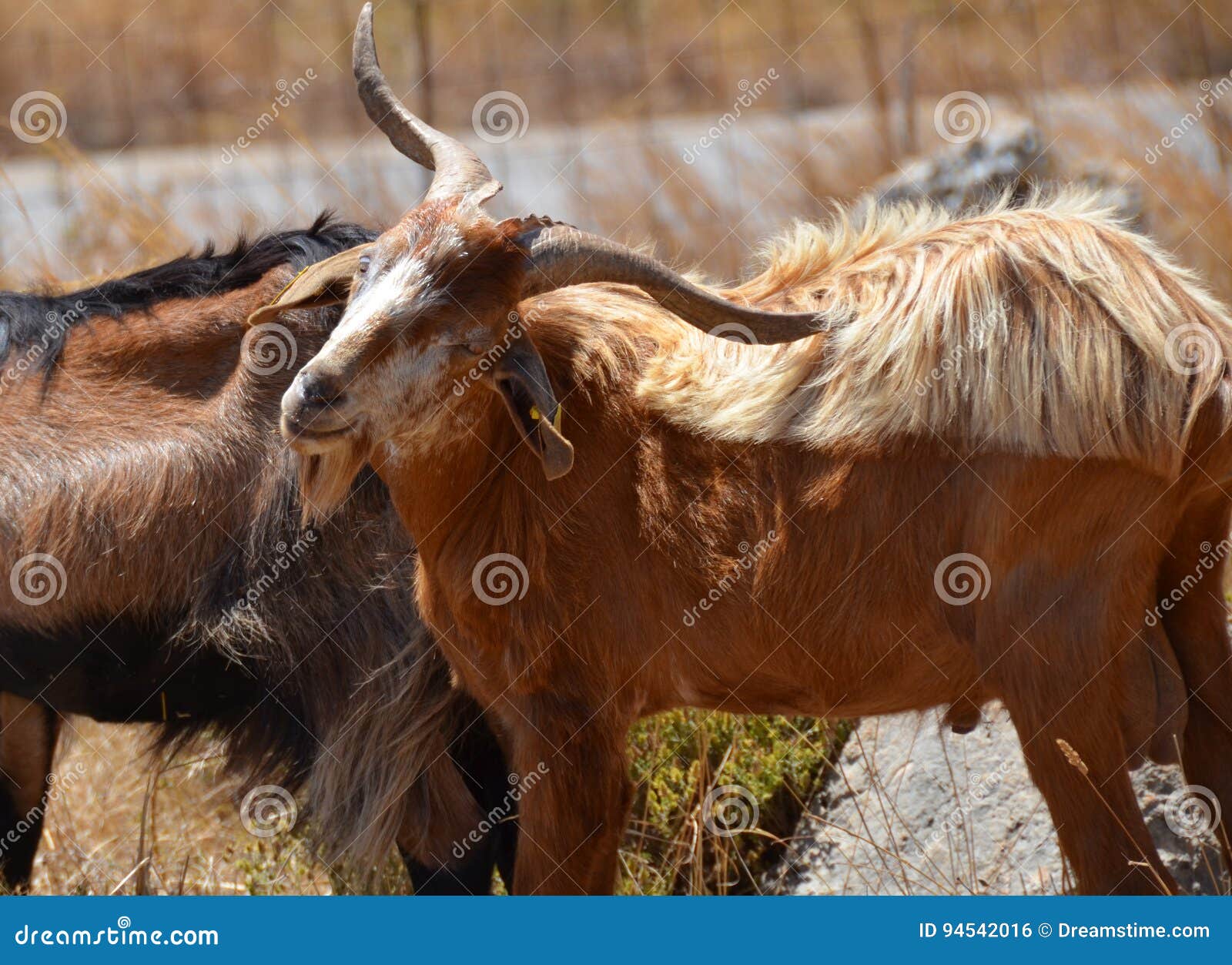 Red goat stock photo. Image of pasture, horns, skin, animals - 94542016