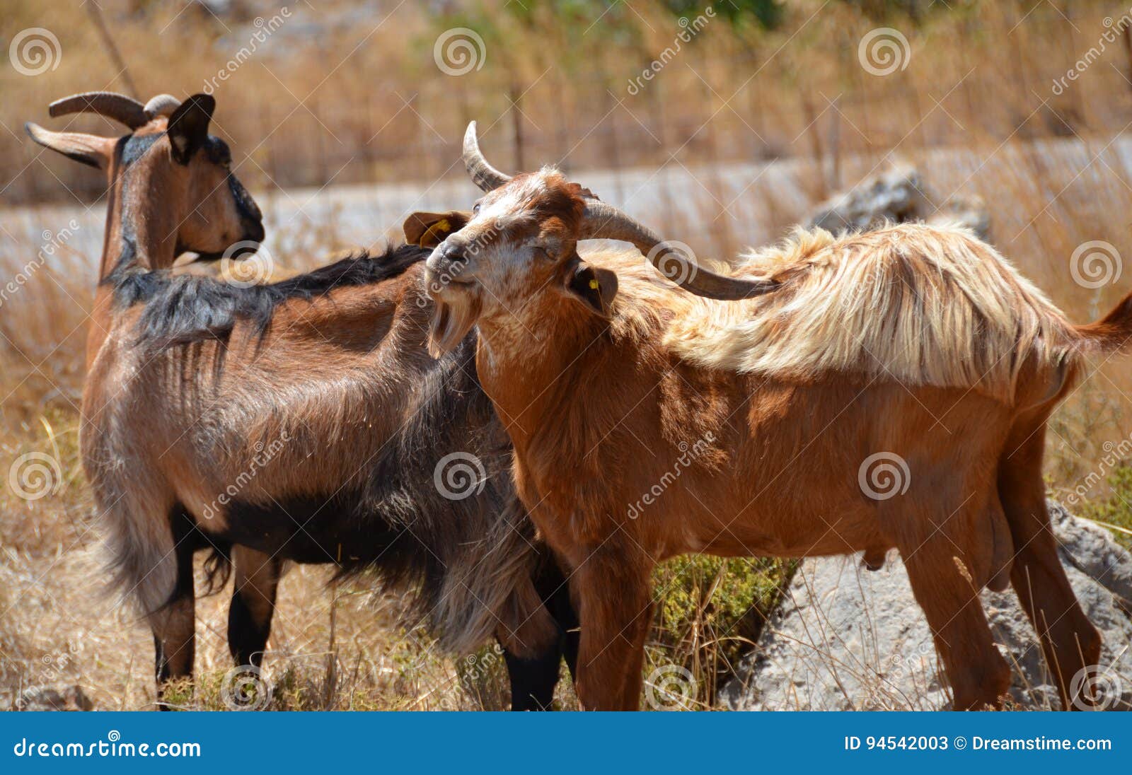Red goat smiling stock image. Image of farm, goat, hooves - 94542003