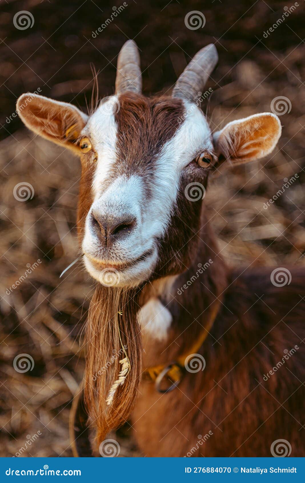 A Red Goat with White Spots and a Beard Eats Hay in a Stall. Stock ...