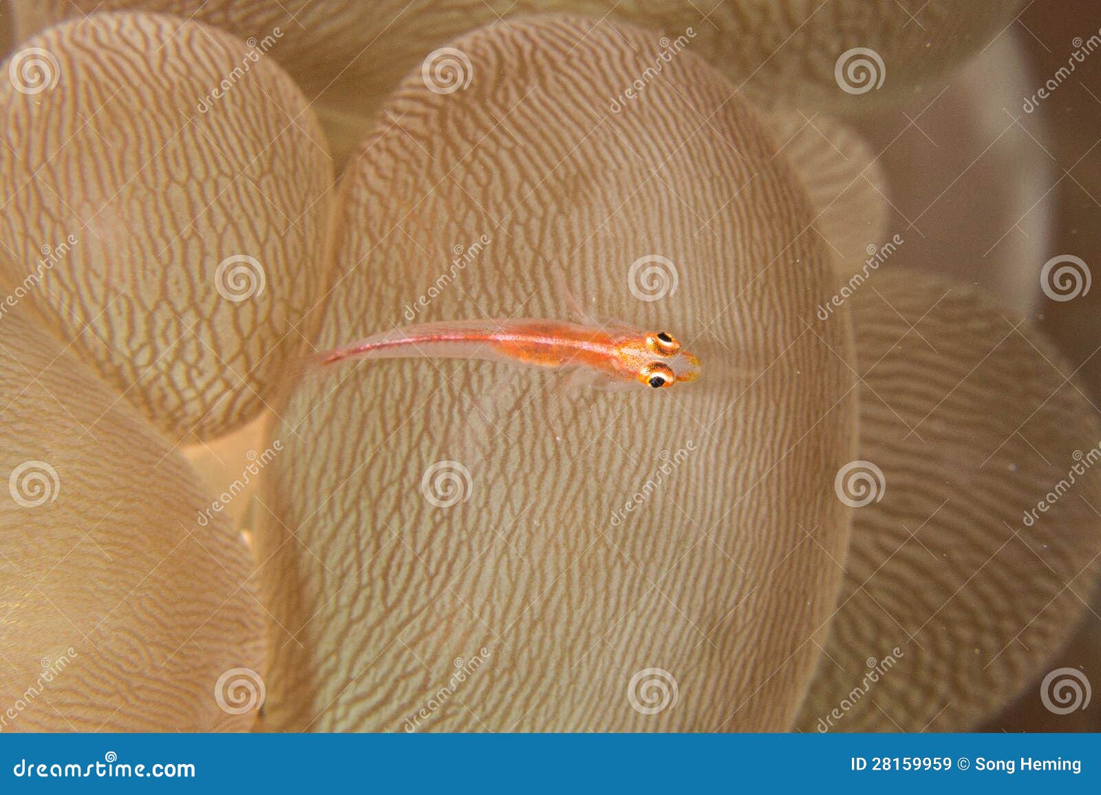 Red goby stock image. Image of camera, deep, environment - 28159959