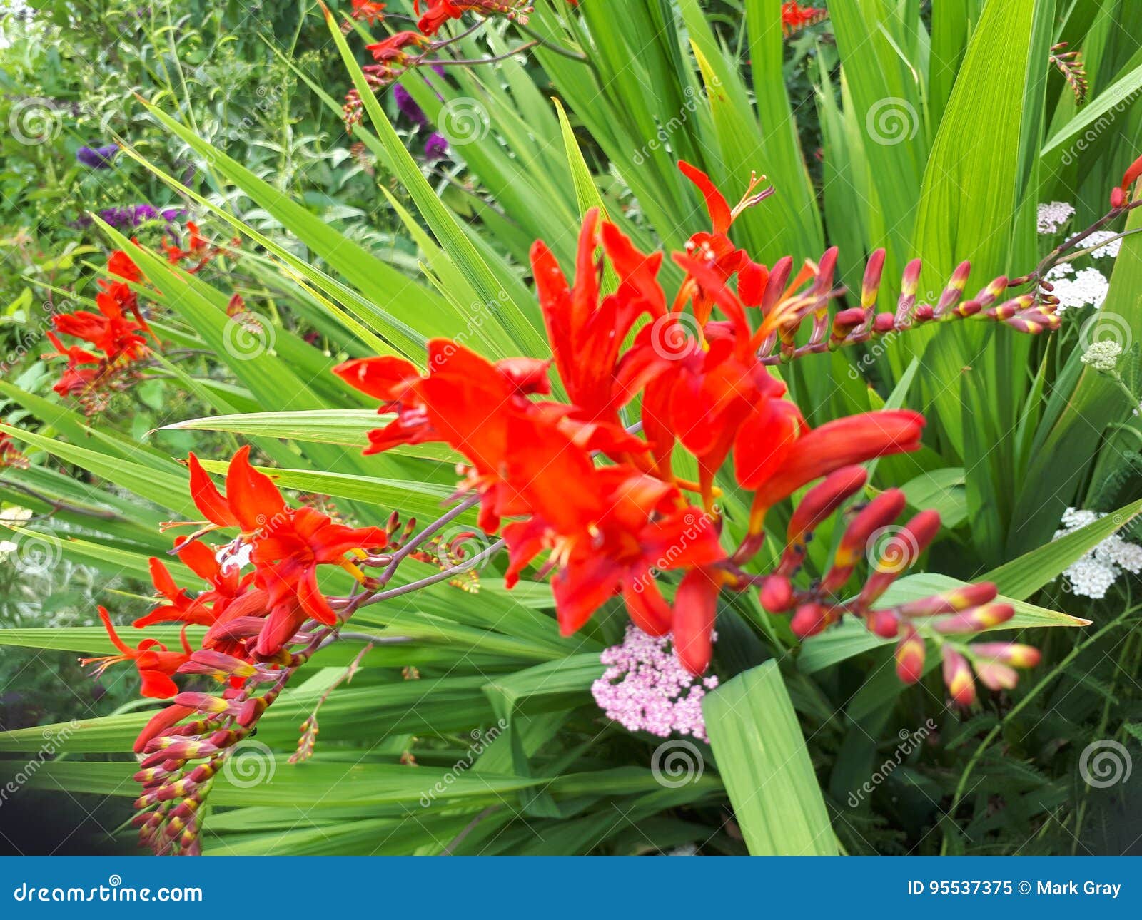 Red Godetia stock image. Image of flowers, floral, botany - 95537375