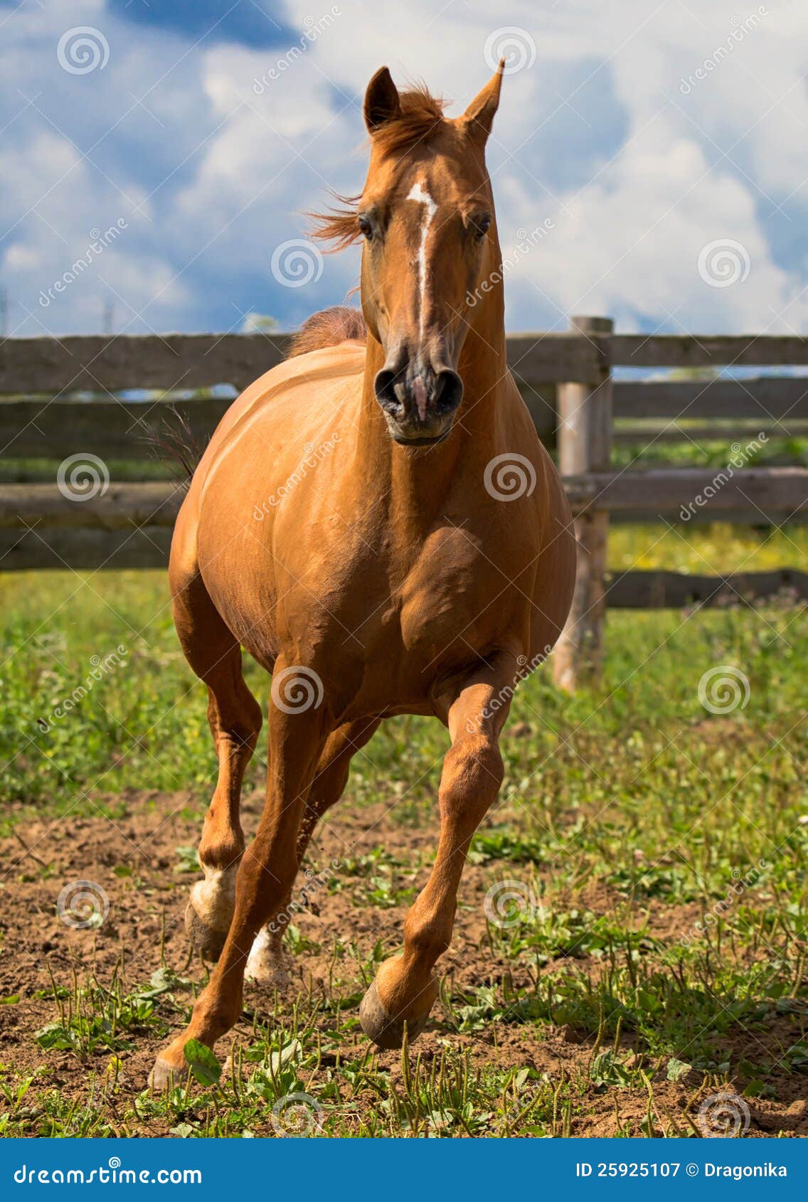Red gold arabian horse stock image. Image of dirt, fence - 25925107