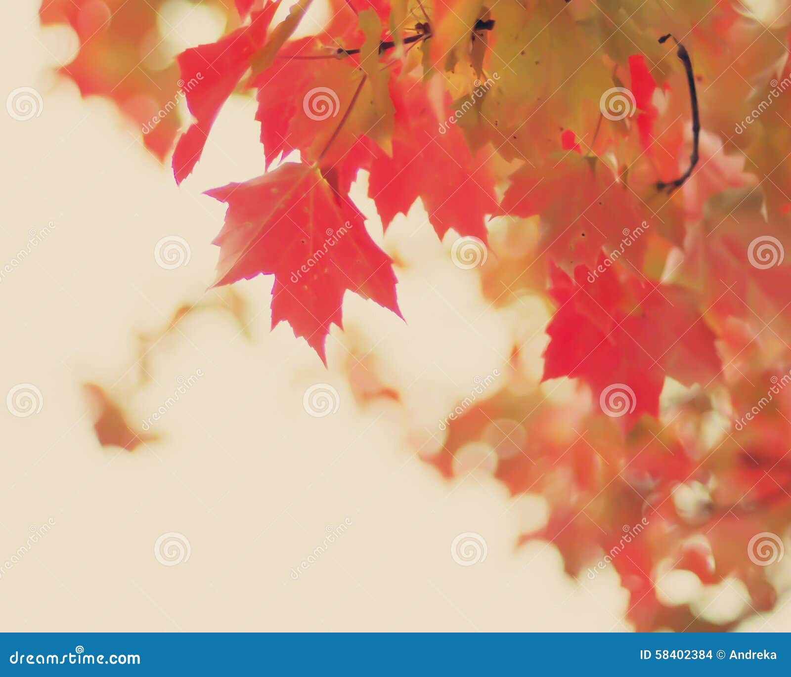 Red and gold autumn leafs stock photo. Image of material - 58402384