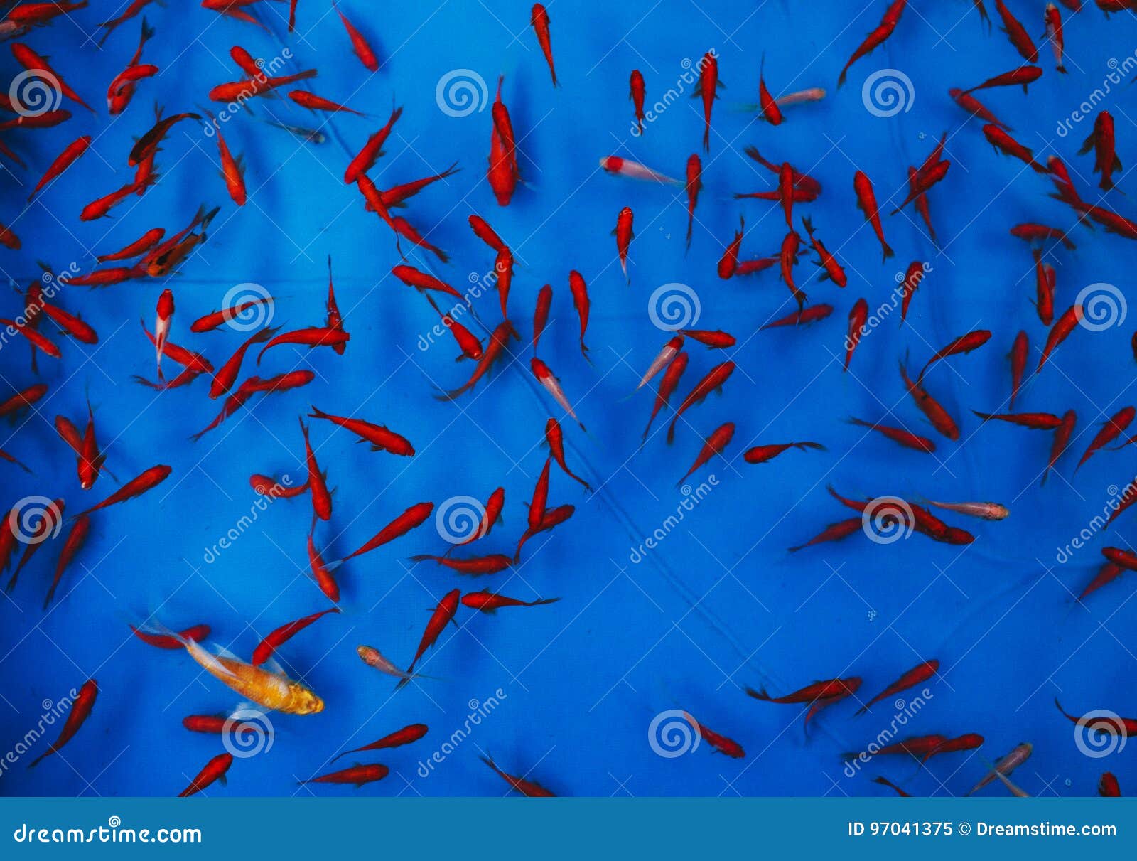 Red and Gold Fish in Blue Water Stock Image - Image of nature, fish ...