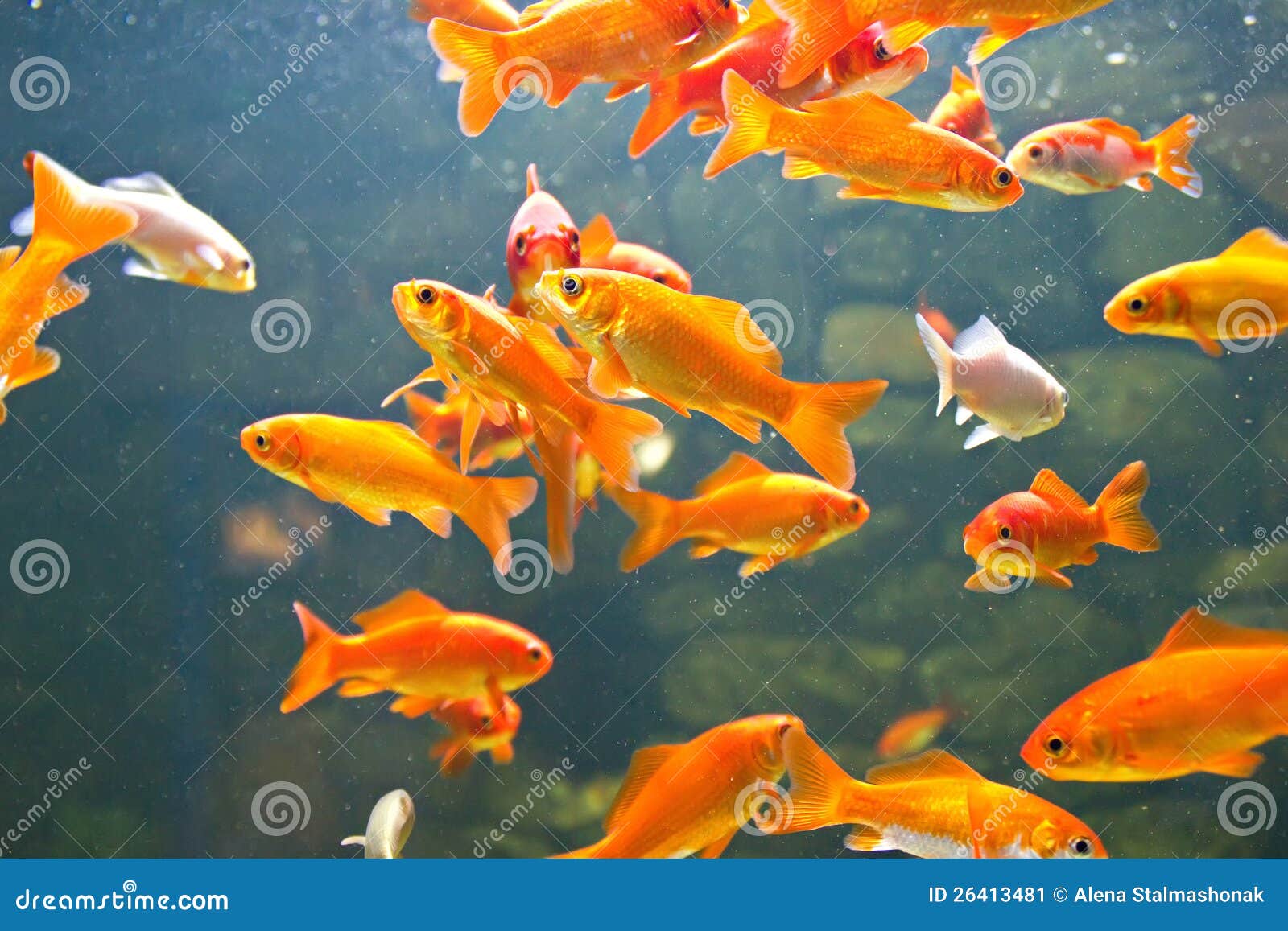 Red and gold fishes stock image. Image of asian, fortune - 26413481