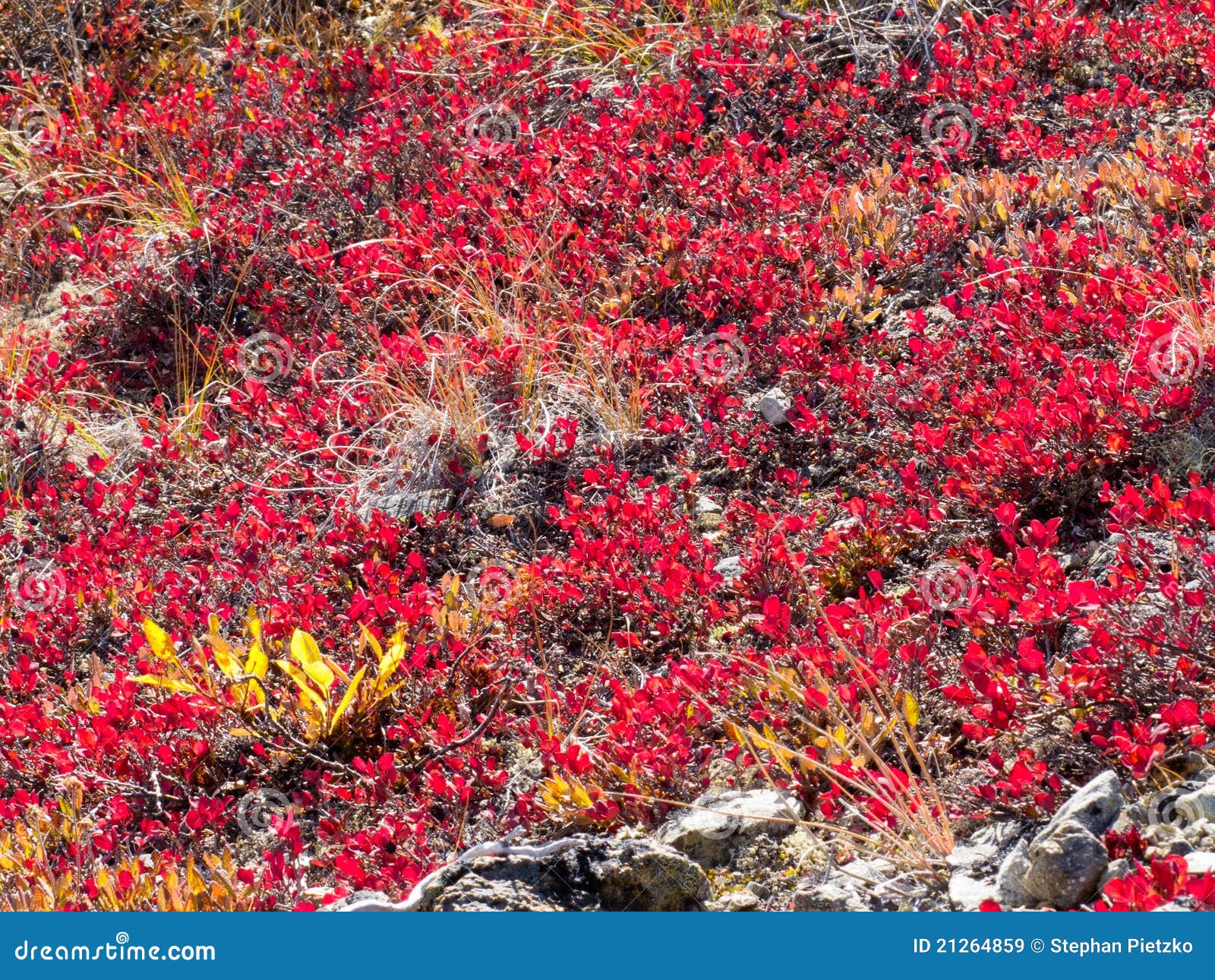 Red-golden Alpine Vegetation Background Stock Image - Image of carpet ...